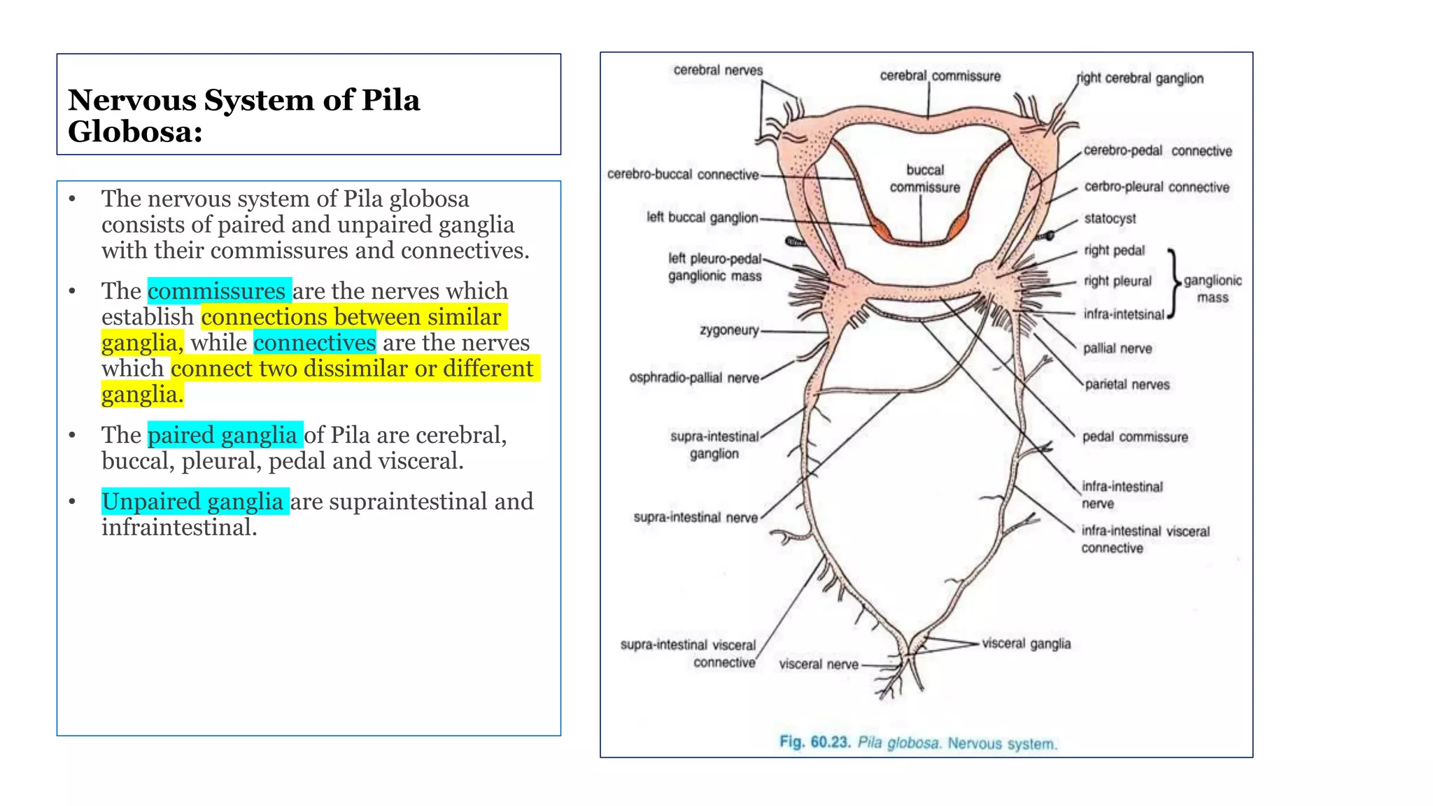 Nervous system of pila | PDF