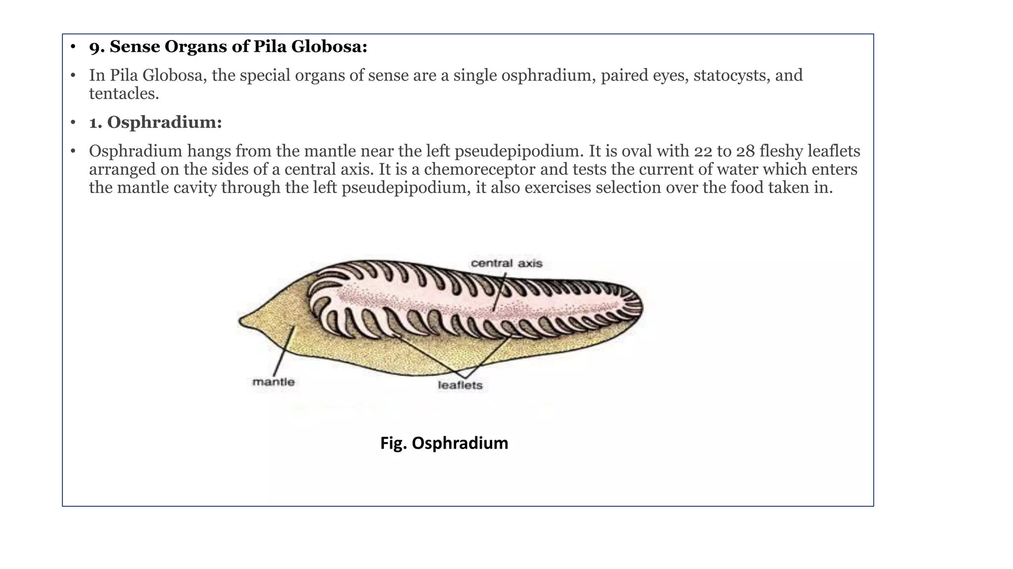 Nervous system of pila | PDF