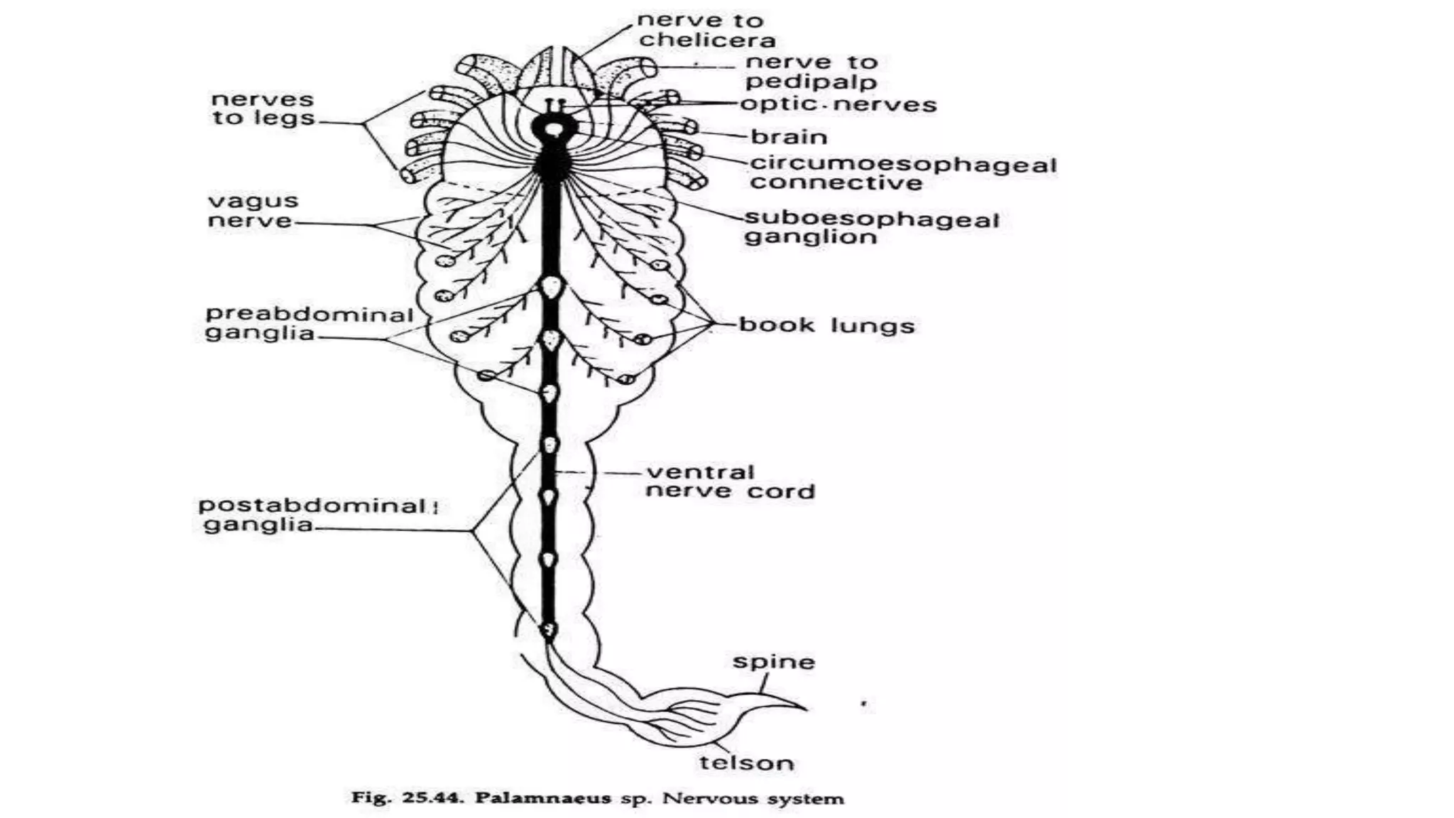 Nervous System of Scorpion.pptx