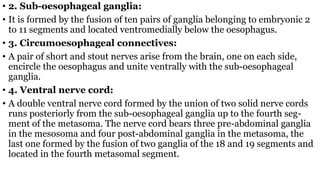 Nervous System of Scorpion.pptx