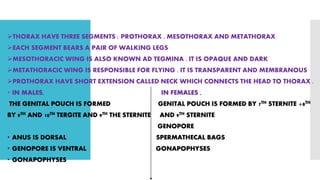 THE COCKROACH | PPTX