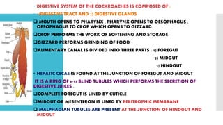 THE COCKROACH | PPTX