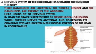 THE COCKROACH | PPTX
