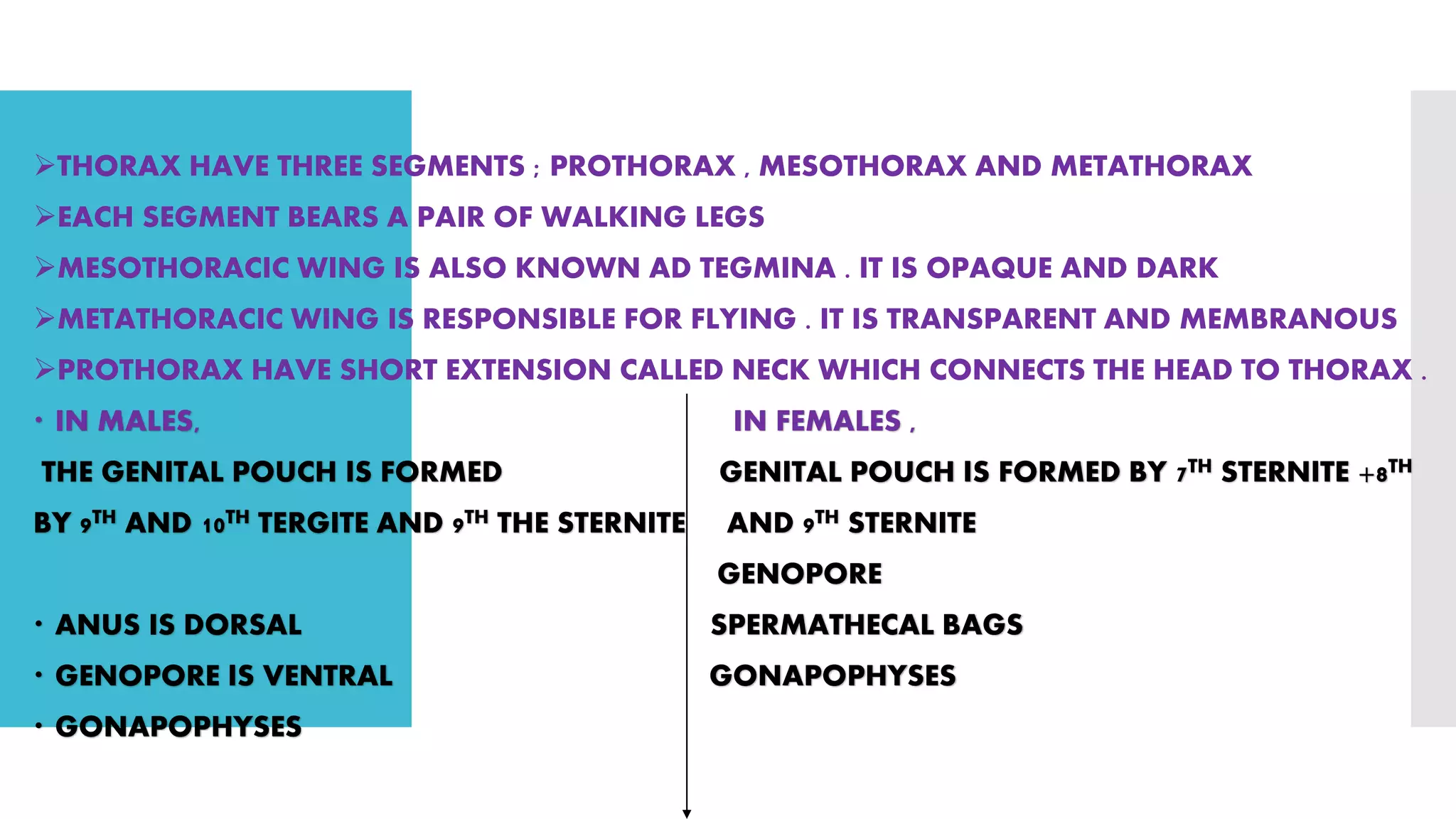 THE COCKROACH pptx | PPTX