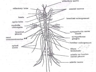 Nervous system of the frog (1) | PPTX