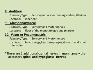 Nervous system of the frog (1) | PPTX