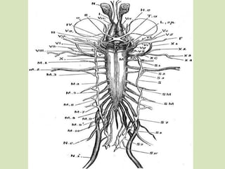 Frog Nervous System
