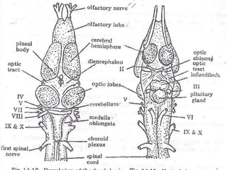 Nervous System Of A Frog