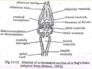 Frog Brain Diagram