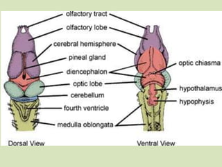 Nervous System Of A Frog