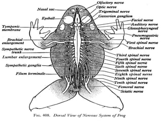 Frog Nervous System Diagram