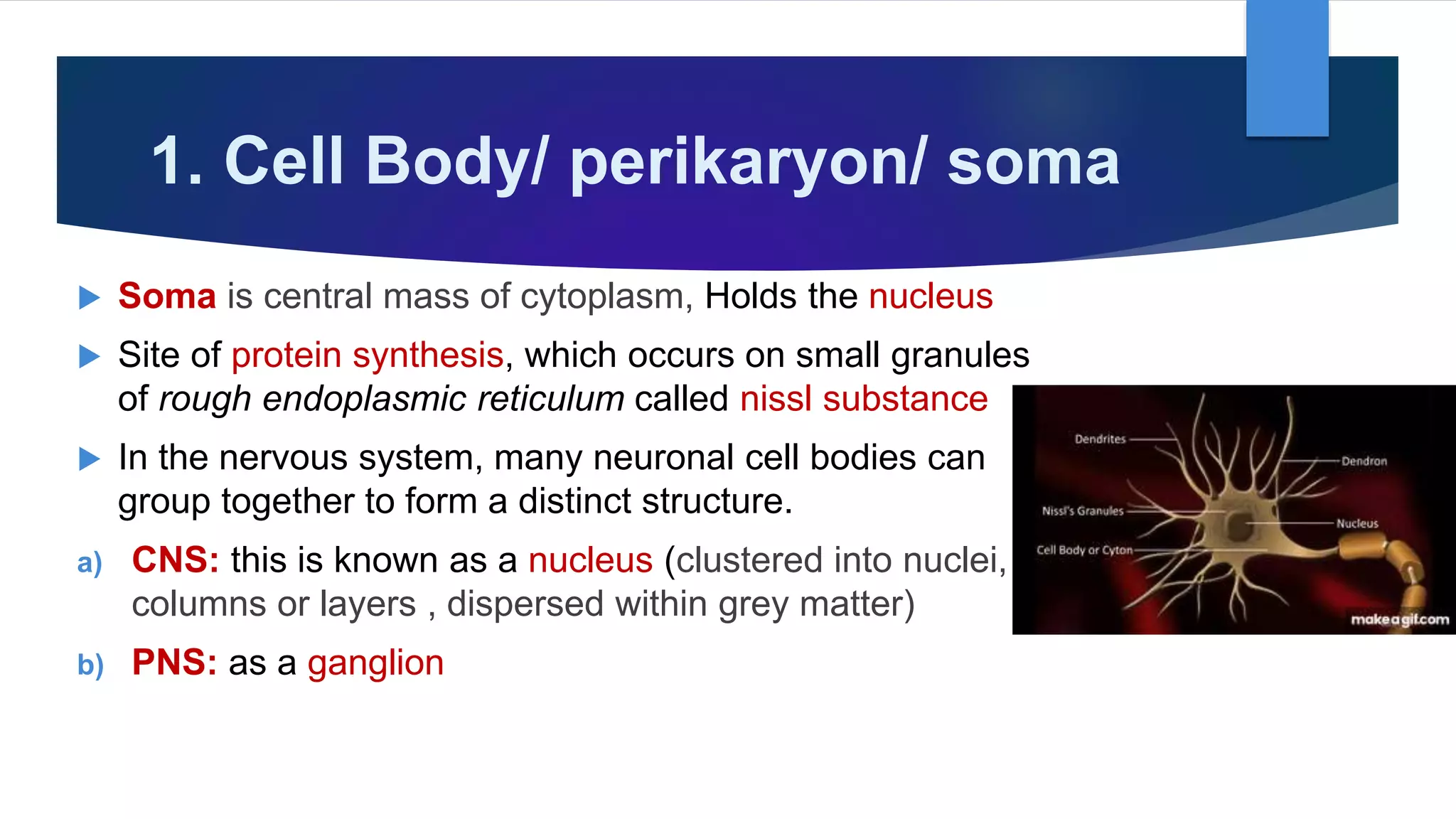 Nervous System Overview.pptx