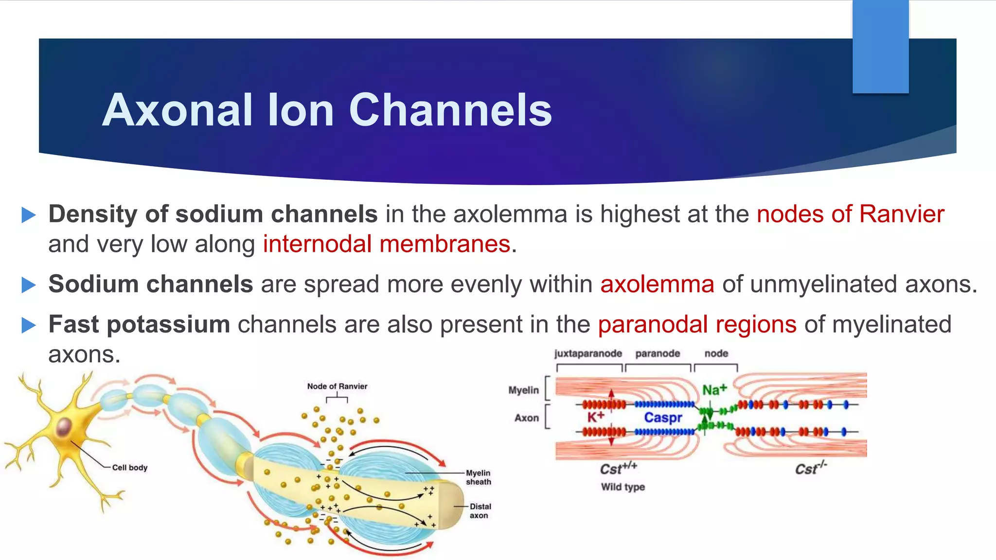 Nervous System Overview.pptx