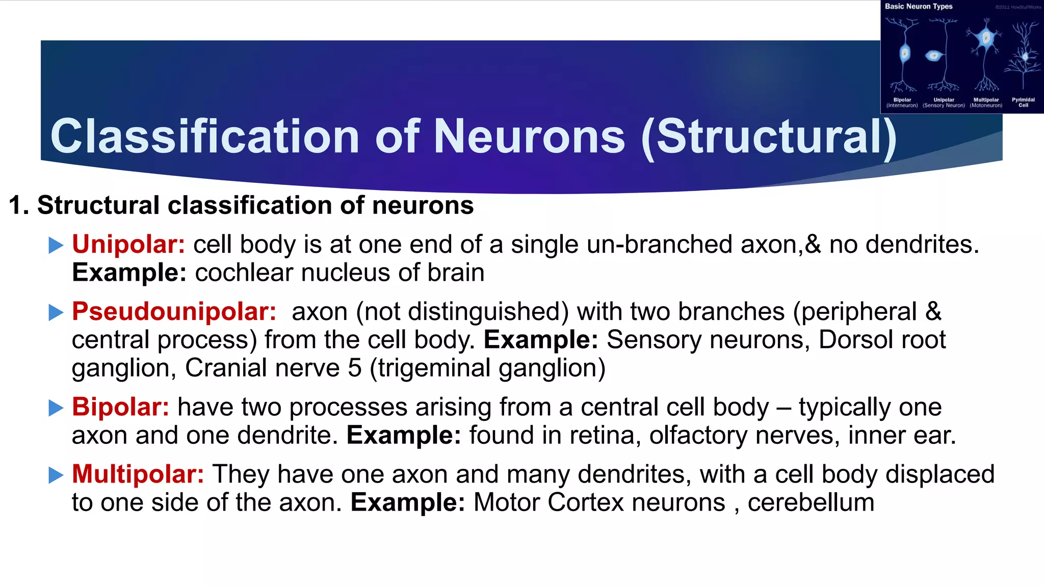Nervous System Overview.pptx