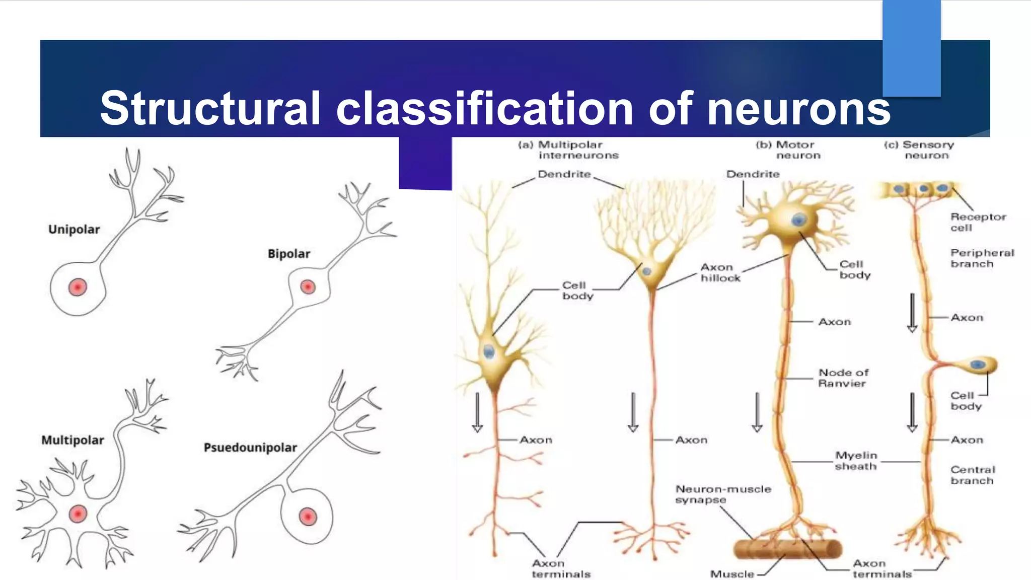 Nervous System Overview.pptx