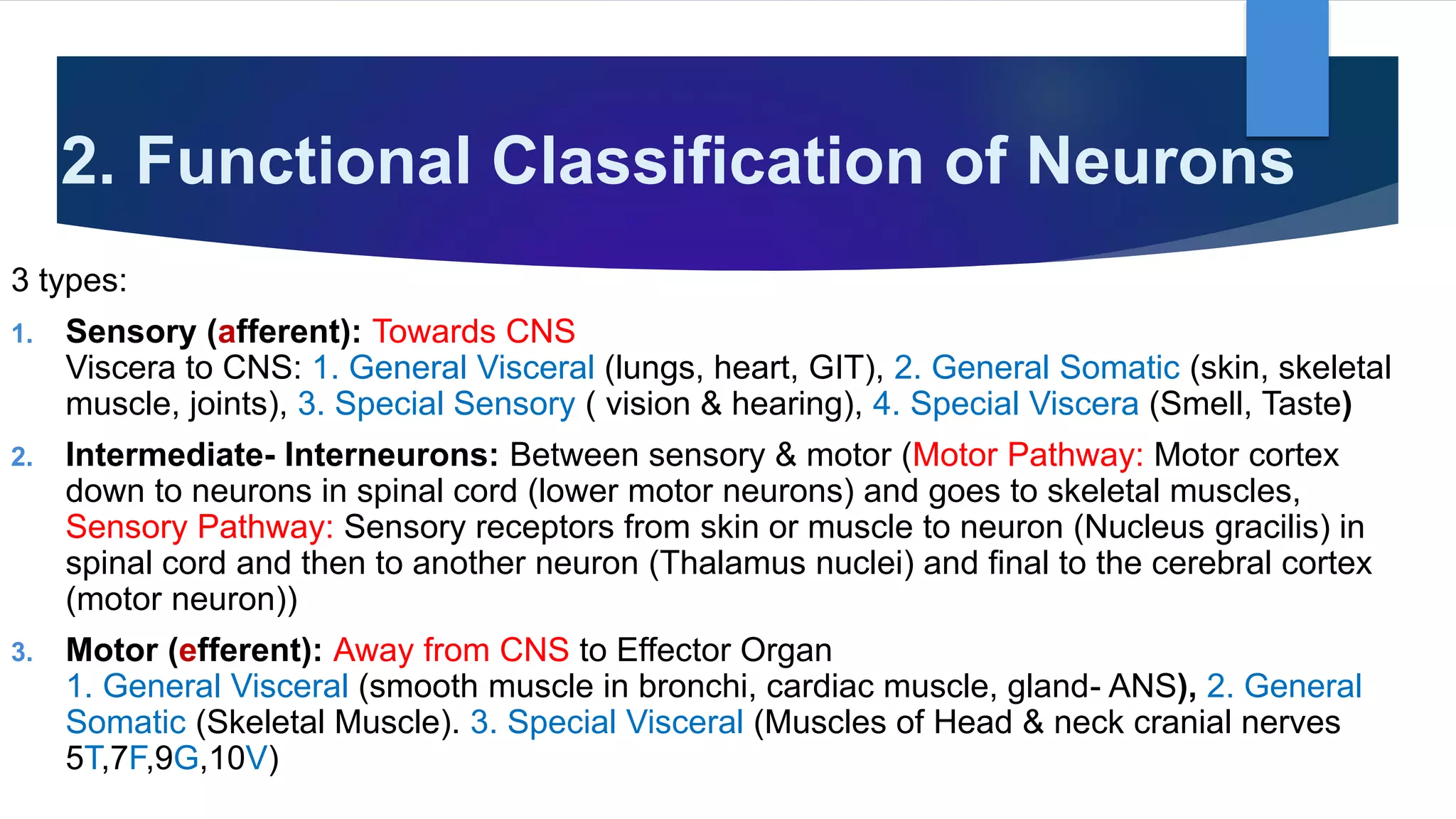 Nervous System Overview.pptx