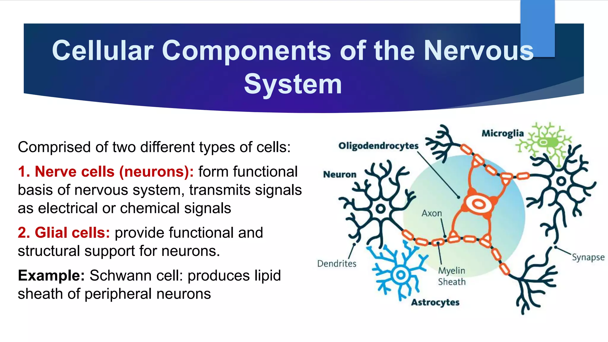 Nervous System Overview.pptx