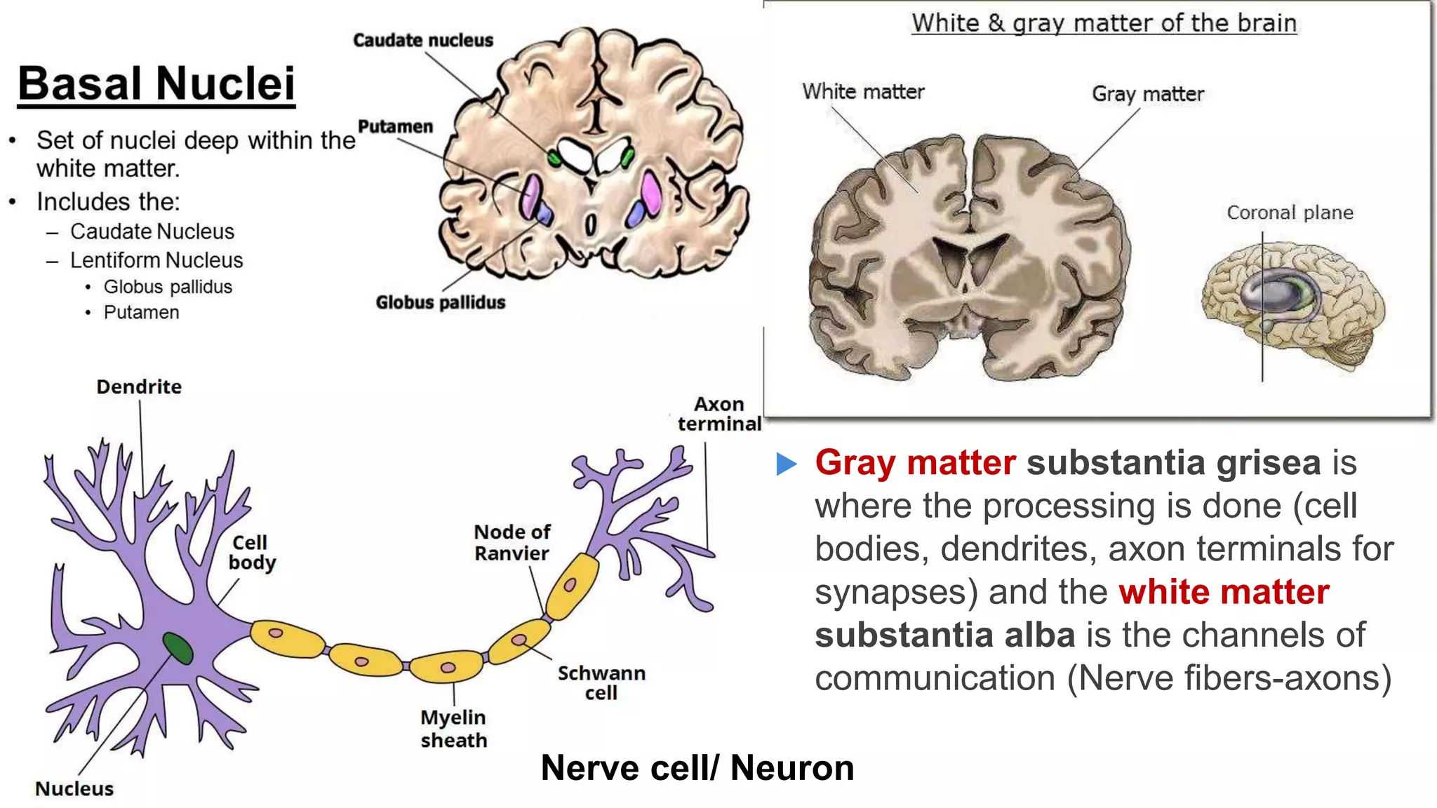 Nervous System Overview.pptx