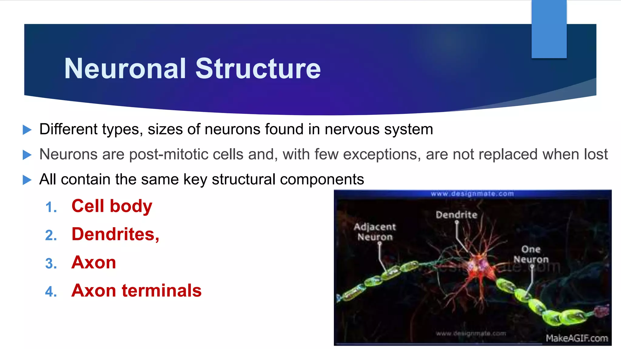 Nervous System Overview.pptx