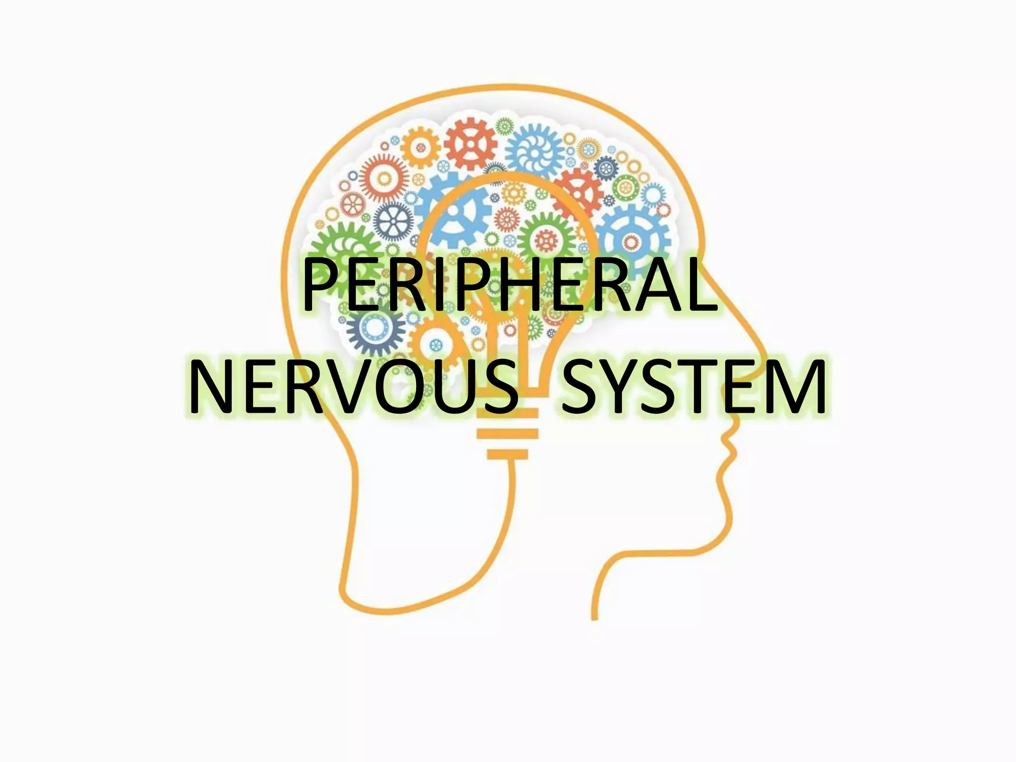 Nervous system part 2 | PPT