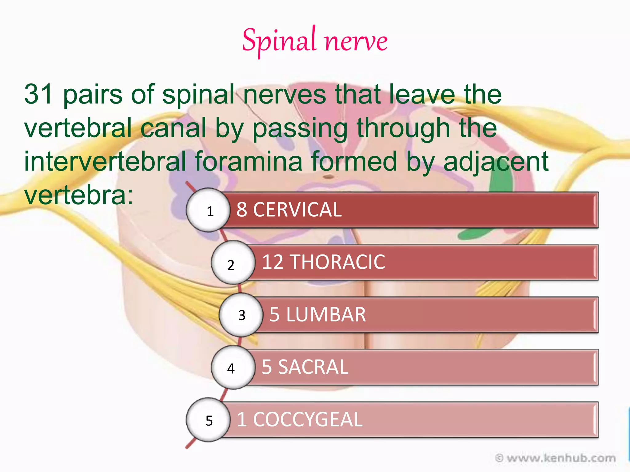 Nervous system part 2 | PPT