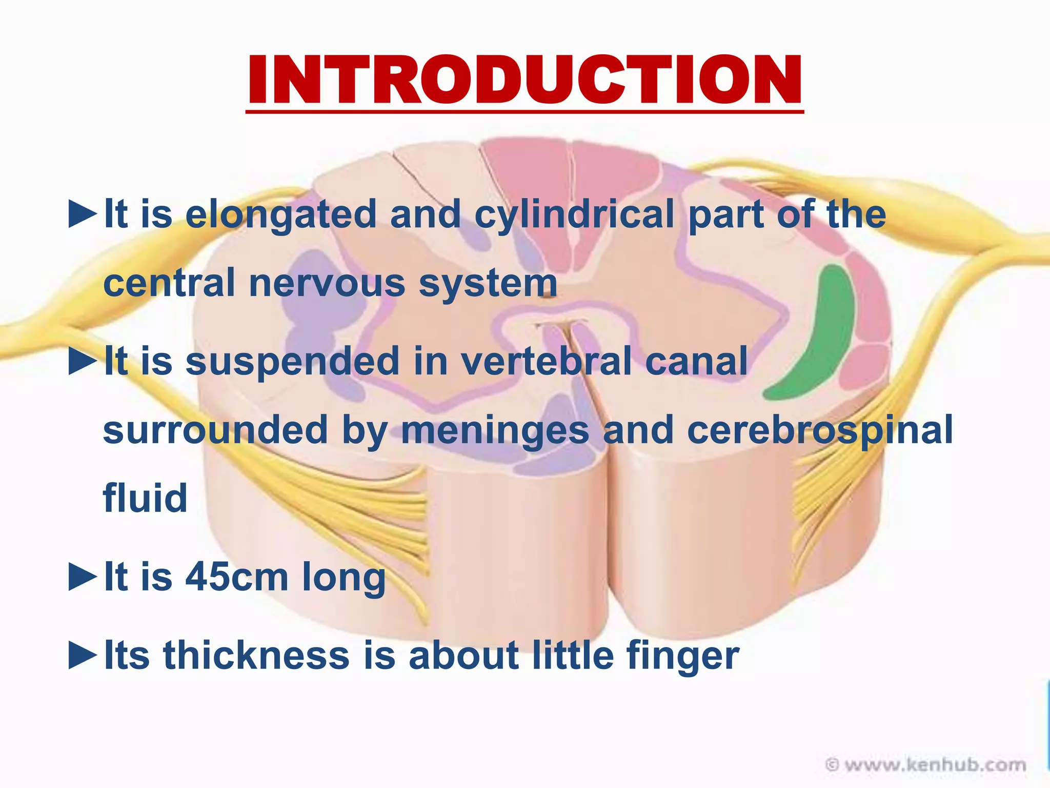 Nervous system part 2 | PPT