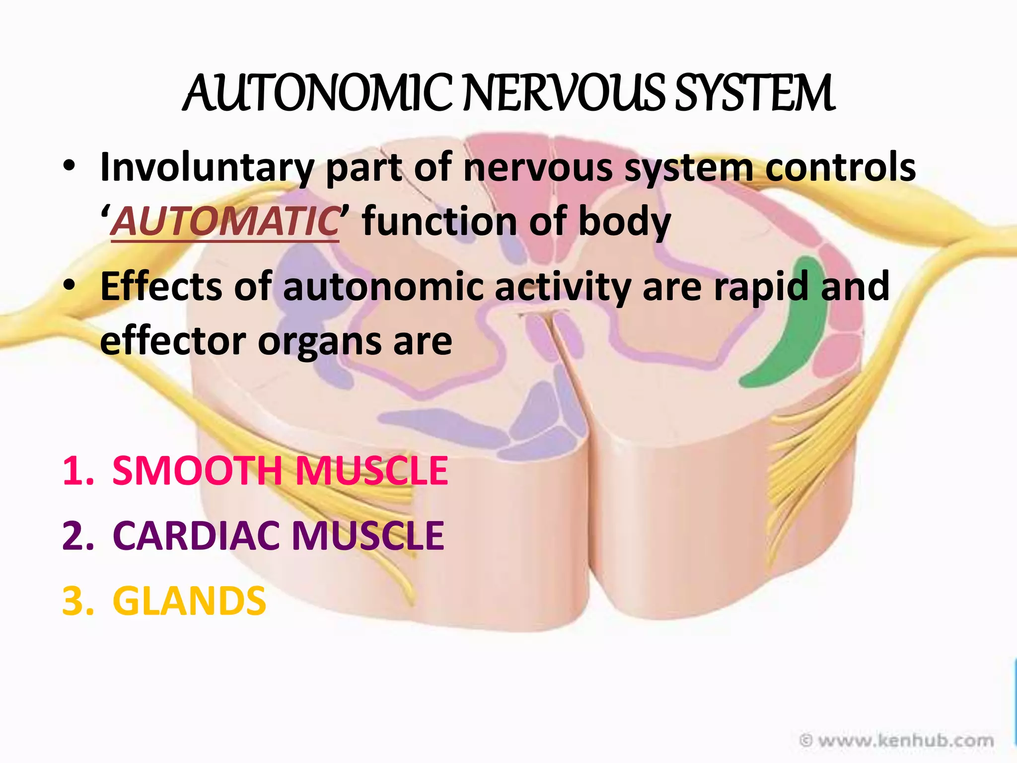 Nervous system part 2 | PPT