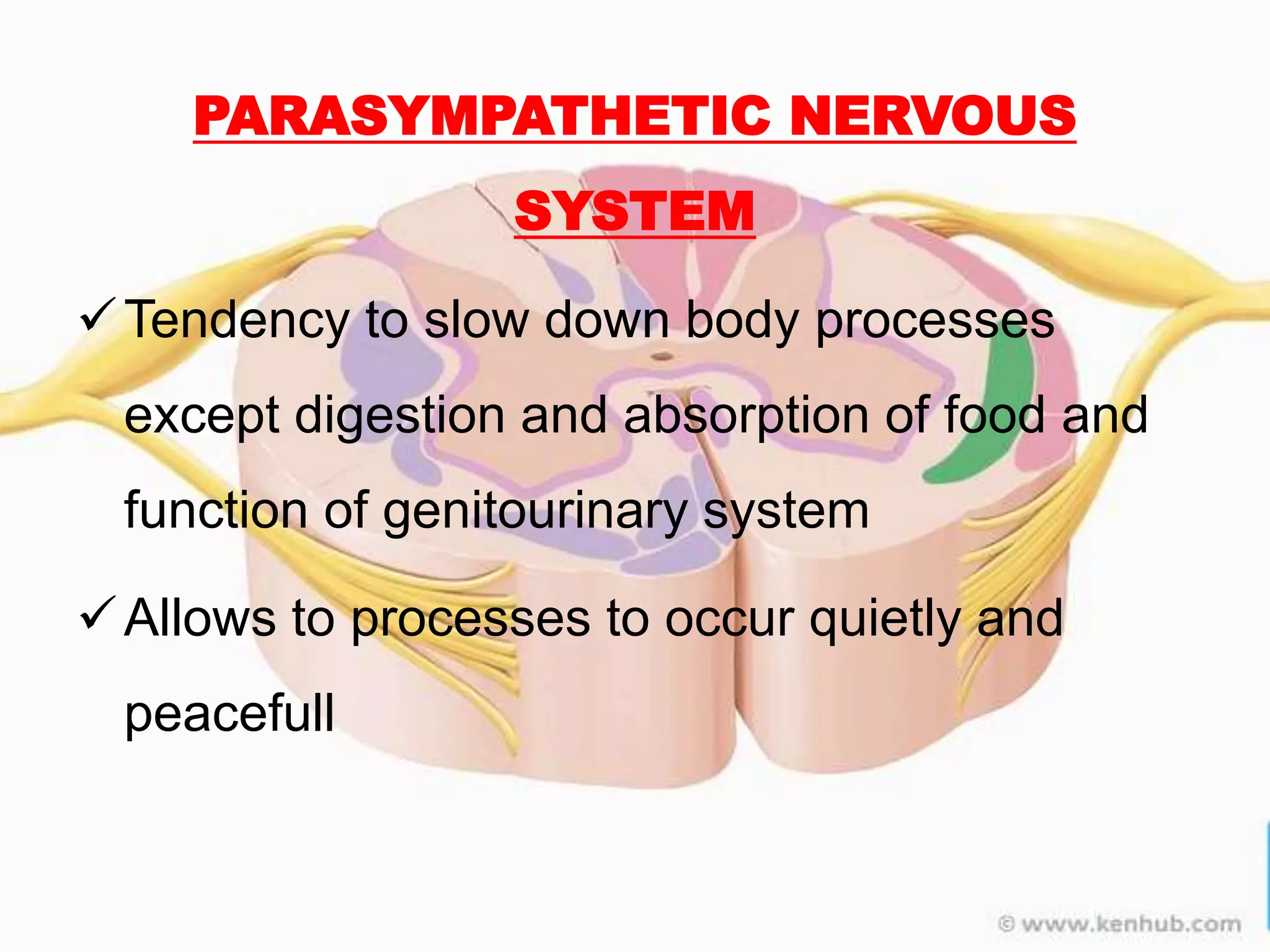 Nervous system part 2 | PPT