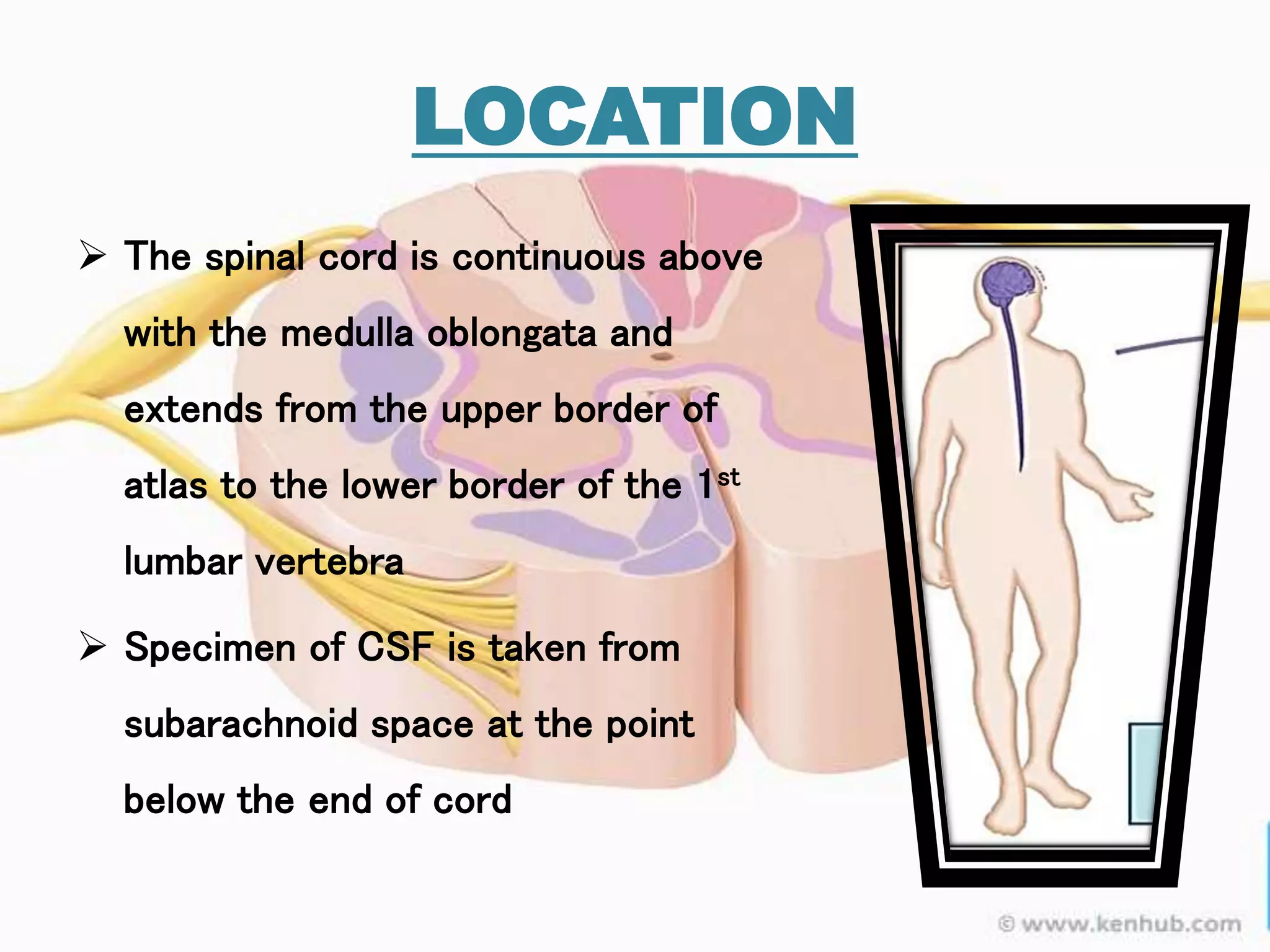Nervous system part 2 | PPT