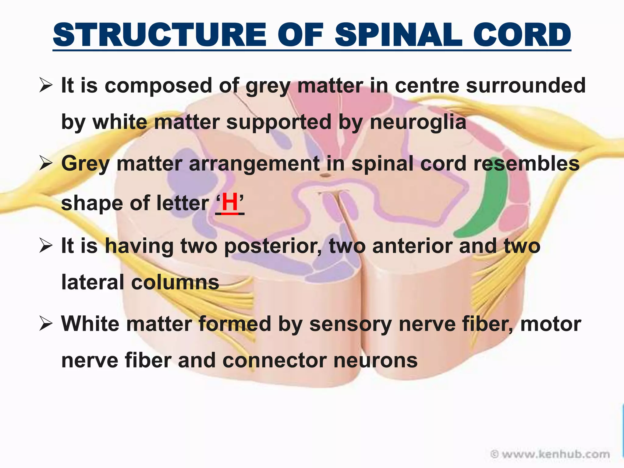 Nervous system part 2 | PPT