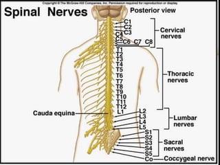 Nervous system part 2 | PPT