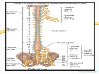 Nervous system part 2 | PPT