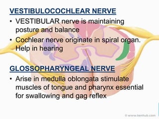 Nervous system part 2 | PPT