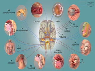 Nervous system part 2 | PPTX