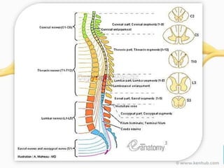 Nervous system part 2 | PPT