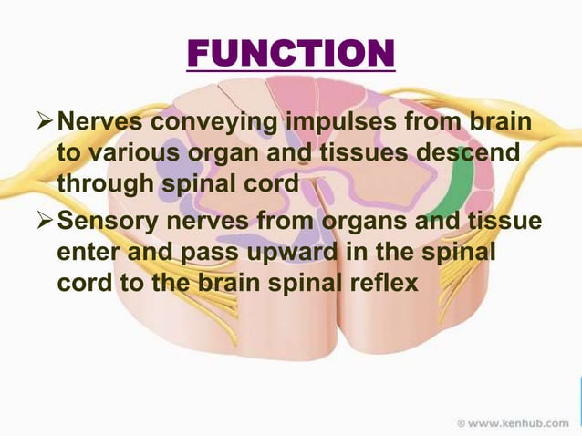 Nervous system part 2 | PPT