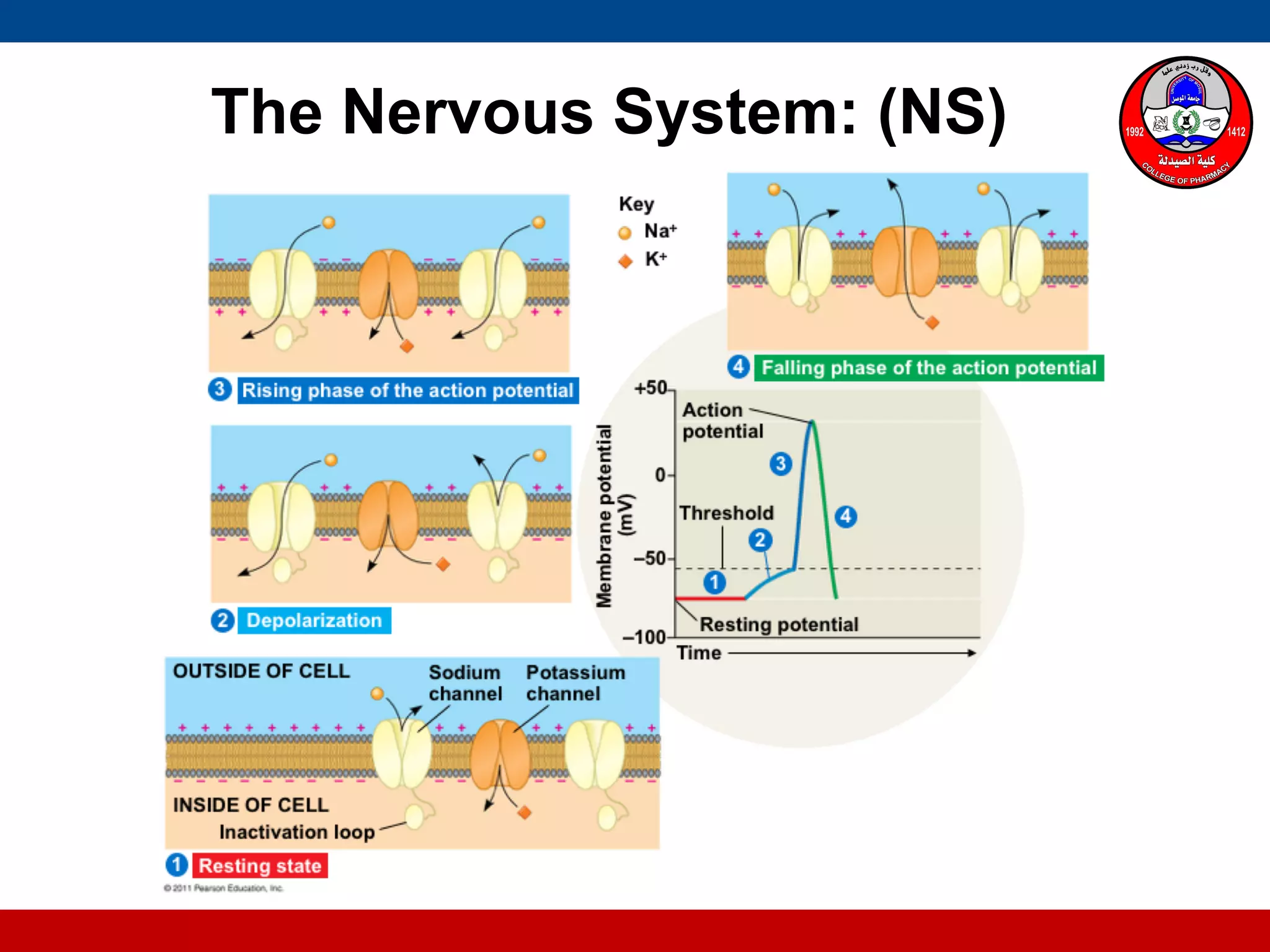 Nervous system: part I | PDF
