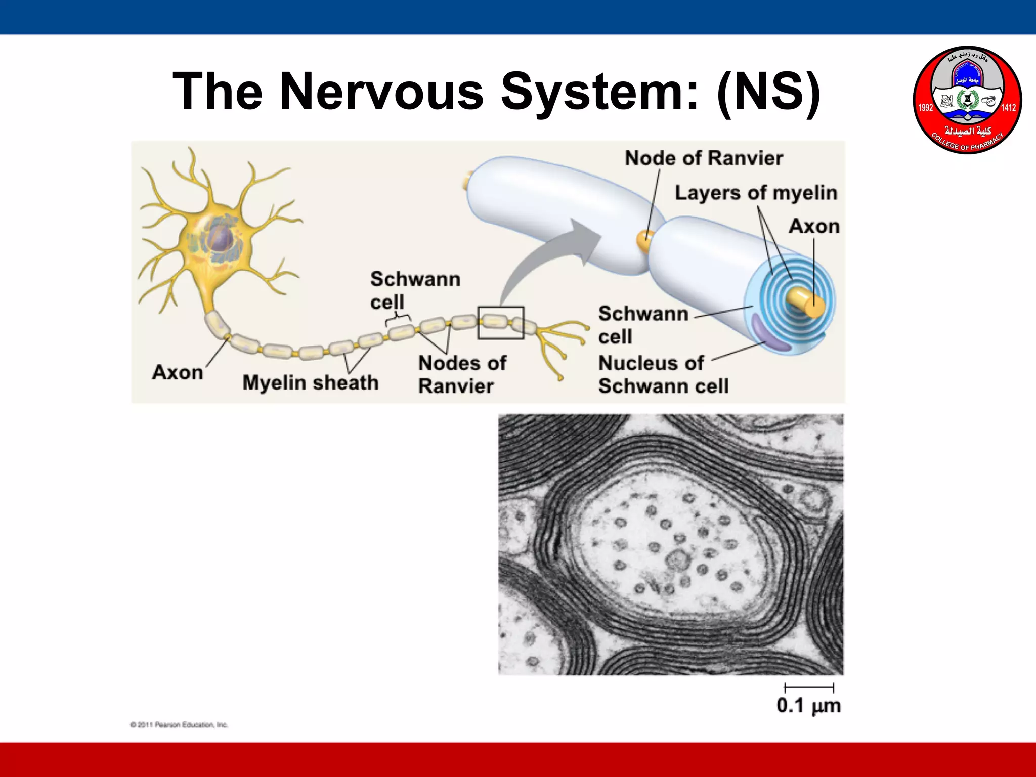 Nervous system: part I | PDF