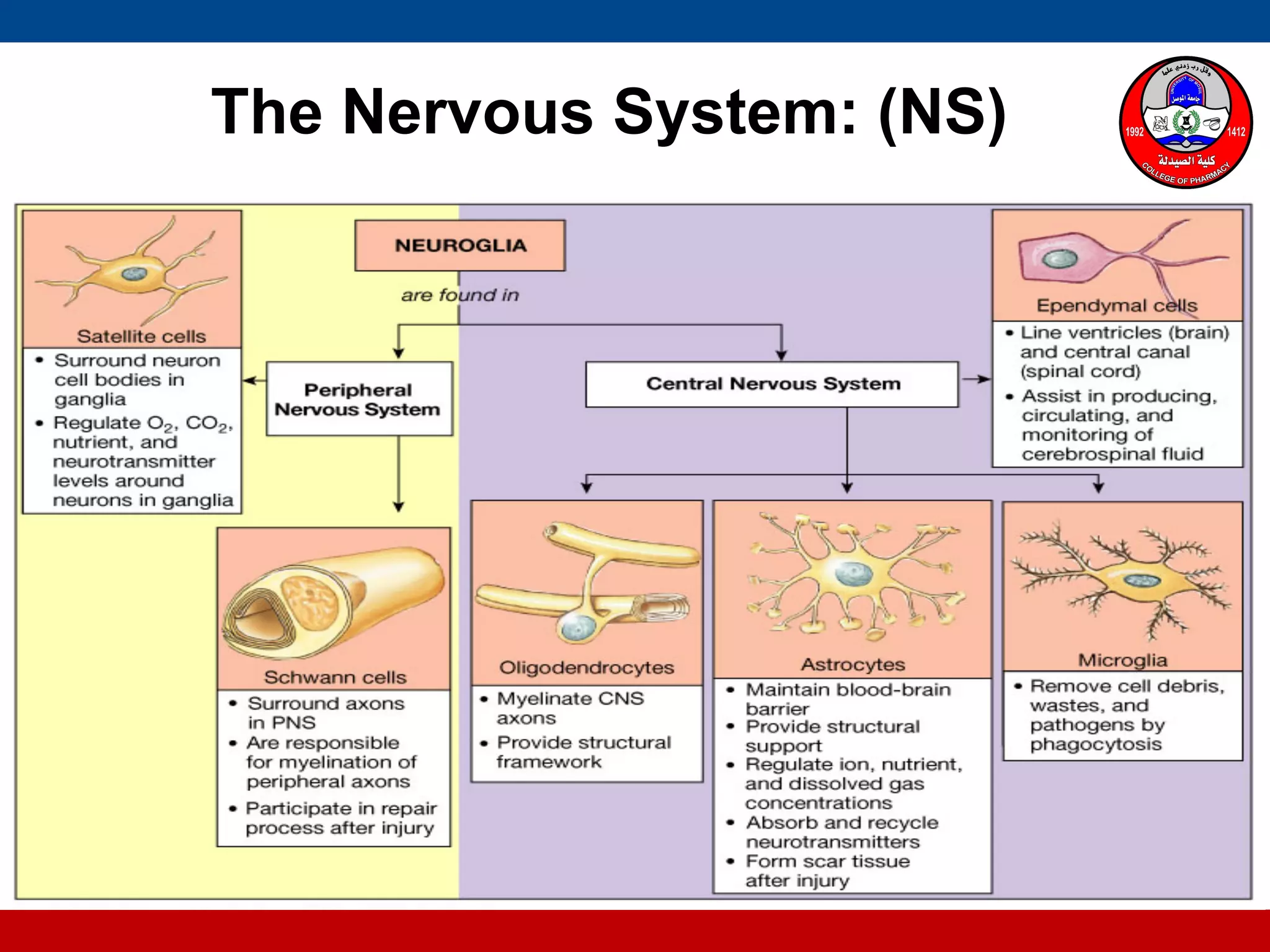 Nervous system: part I | PDF