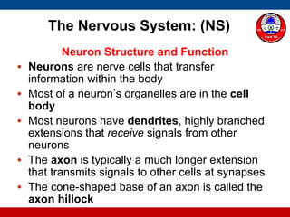 Nervous system: part I | PDF