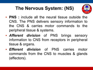 Nervous system: part I | PDF