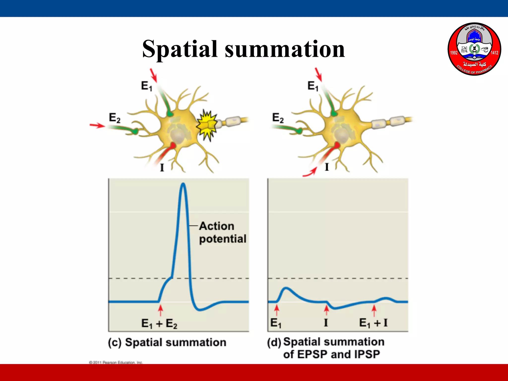 The Nervous system: Part II | PDF