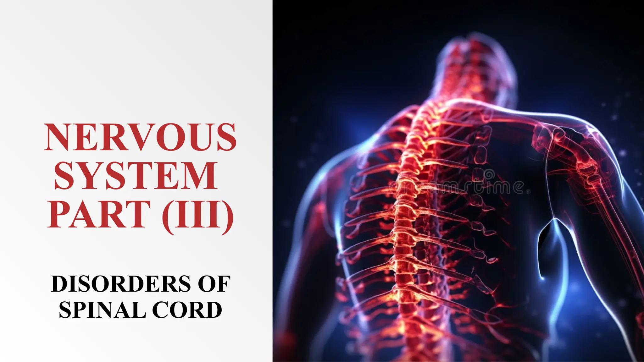 Nervous System (Part 3) Spinal Cord and It's Disease Condition | PPTX