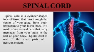 Nervous System (Part 3) Spinal Cord and It's Disease Condition | PPTX