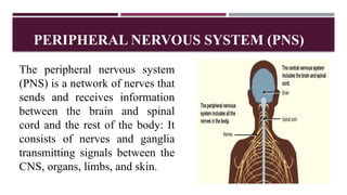 Nervous System (part 4) and disease conditions | PPTX