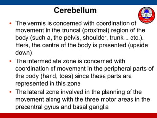 Nervous system:Part VI | PDF