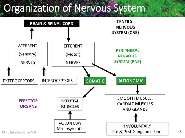 Nervous System Pathology_A Case-based Learning Approach | PDF | Brain ...