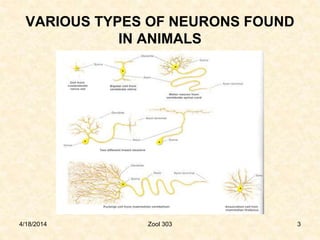 Nervous system physiology 01 | PPT | Free Download