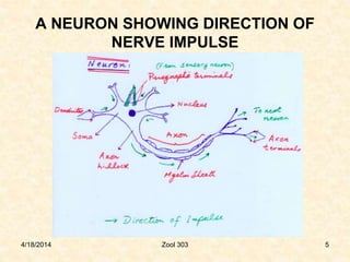 Nervous system physiology 01 | PPT