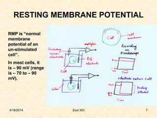 Nervous system physiology 01 | PPT